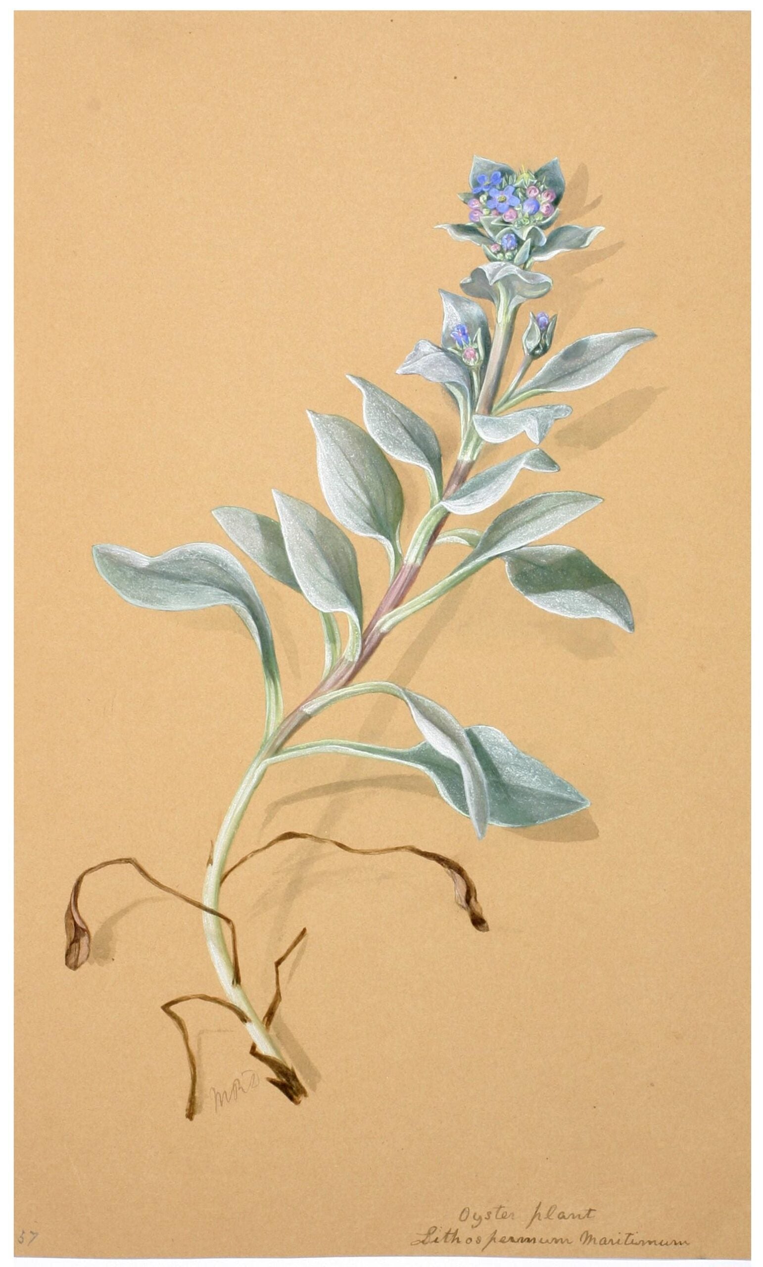 5 open collections devoted to the art of women botanists - About JSTOR