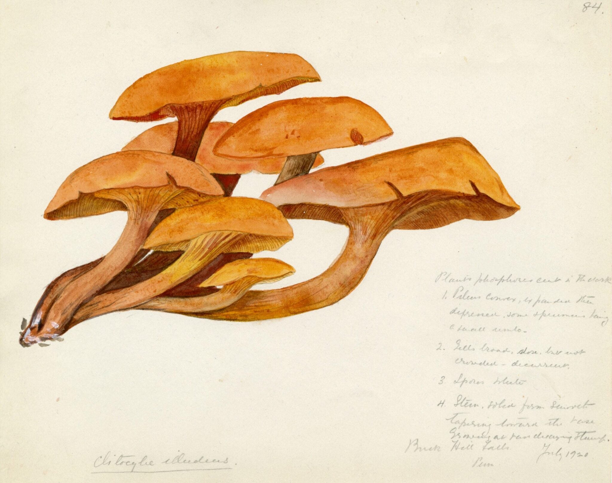 5 open collections devoted to the art of women botanists - About JSTOR