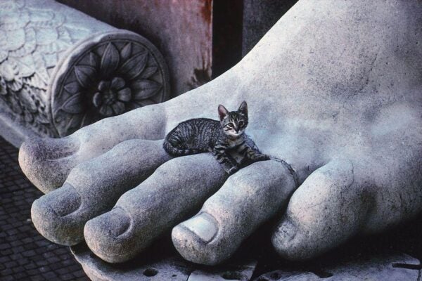 Meowsterpieces: Celebrating International Cat Day with JSTOR's finest ...