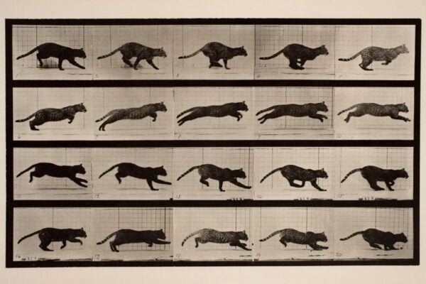 Meowsterpieces: Celebrating International Cat Day with JSTOR's finest ...