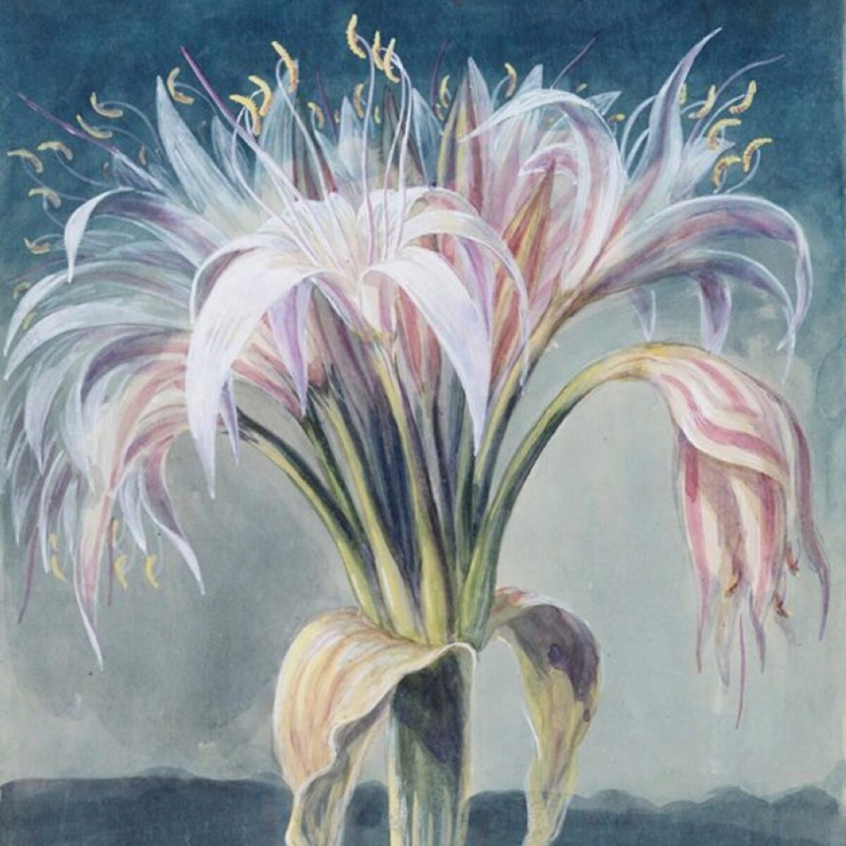 Global Plants | JSTOR Botanical Research Collection