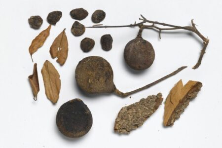 Global Plants | JSTOR Botanical Research Collection